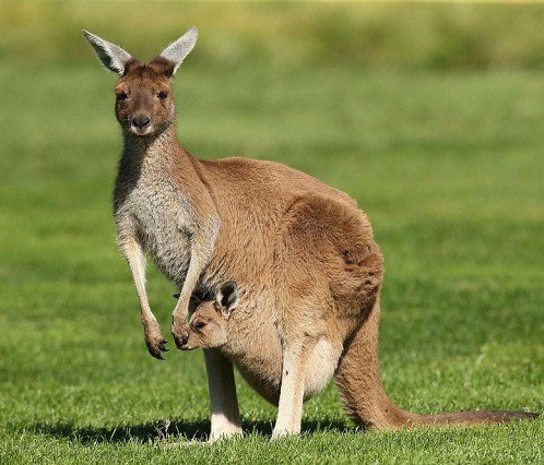 Những điều thú vị về loài Kangaroo