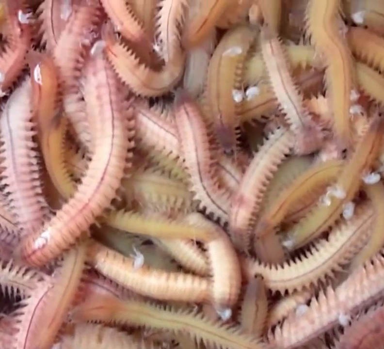 Tìm hiểu về con rươi