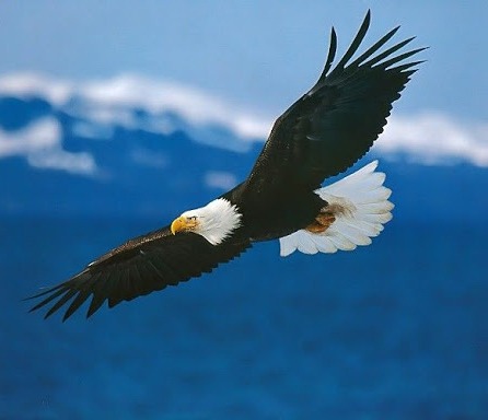 Những điều thú vị về đại bàng