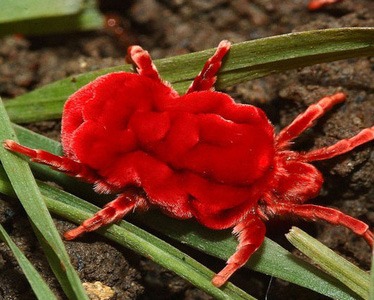 Bọ ve nhung đỏ - Red Velvet Mite