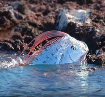 Những điều chưa biết về cá mái chèo