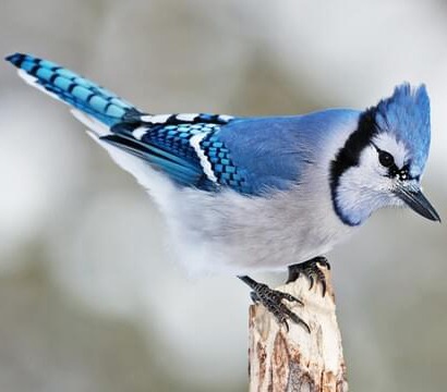 Giẻ cùi lam - Blue Jay