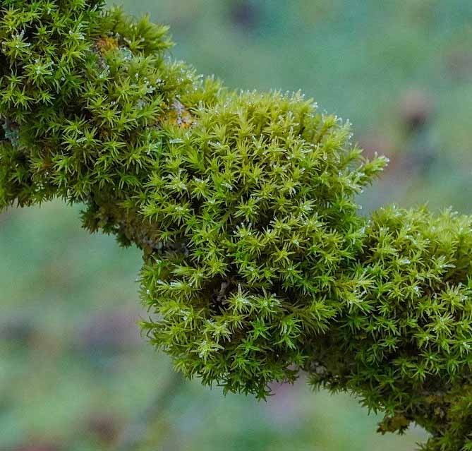 Những điều bạn chưa biết về rêu