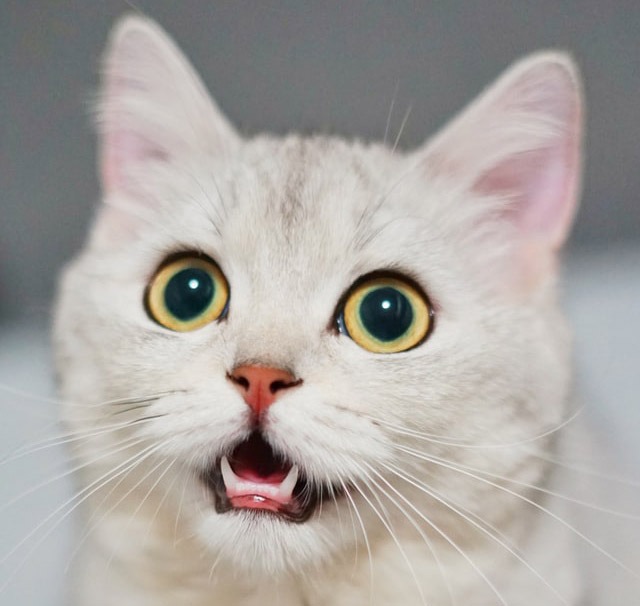 Mèo chứng tỏ mức độ phổ biến hơn chó ở Trung Quốc