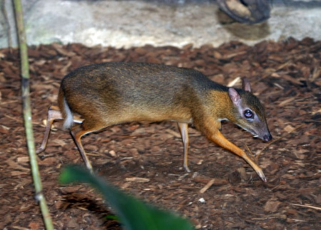 Cheo cheo Việt Nam xuất hiện trở lại sau 30 năm