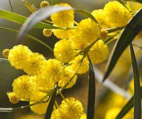 Hoa keo vàng - Acacia Pycnantha