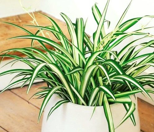 5 lý do bạn nên để cây dây nhện thủy sinh tại phòng làm việc