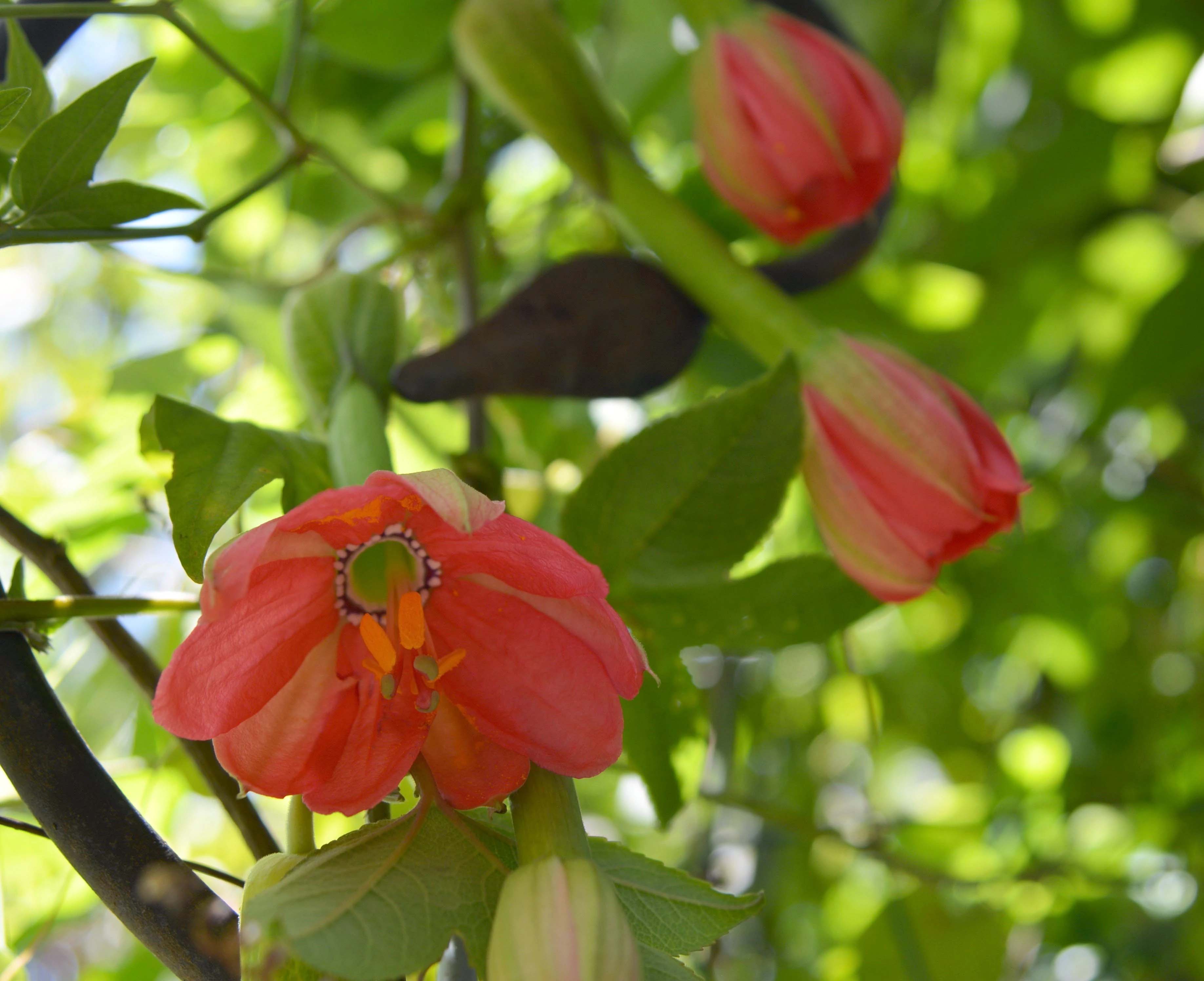 Lạc tiên mật - Passiflora Mixta